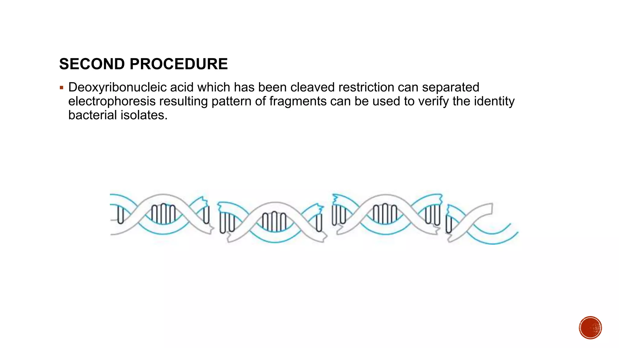 Plasmids and Gel Electrophoresis | PPTX