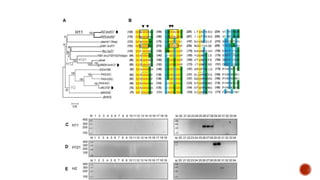 Plasmids and Gel Electrophoresis | PPTX