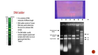 Plasmids and Gel Electrophoresis | PPTX