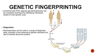 Plasmids and Gel Electrophoresis | PPTX