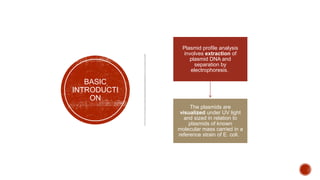 Plasmids and Gel Electrophoresis | PPTX