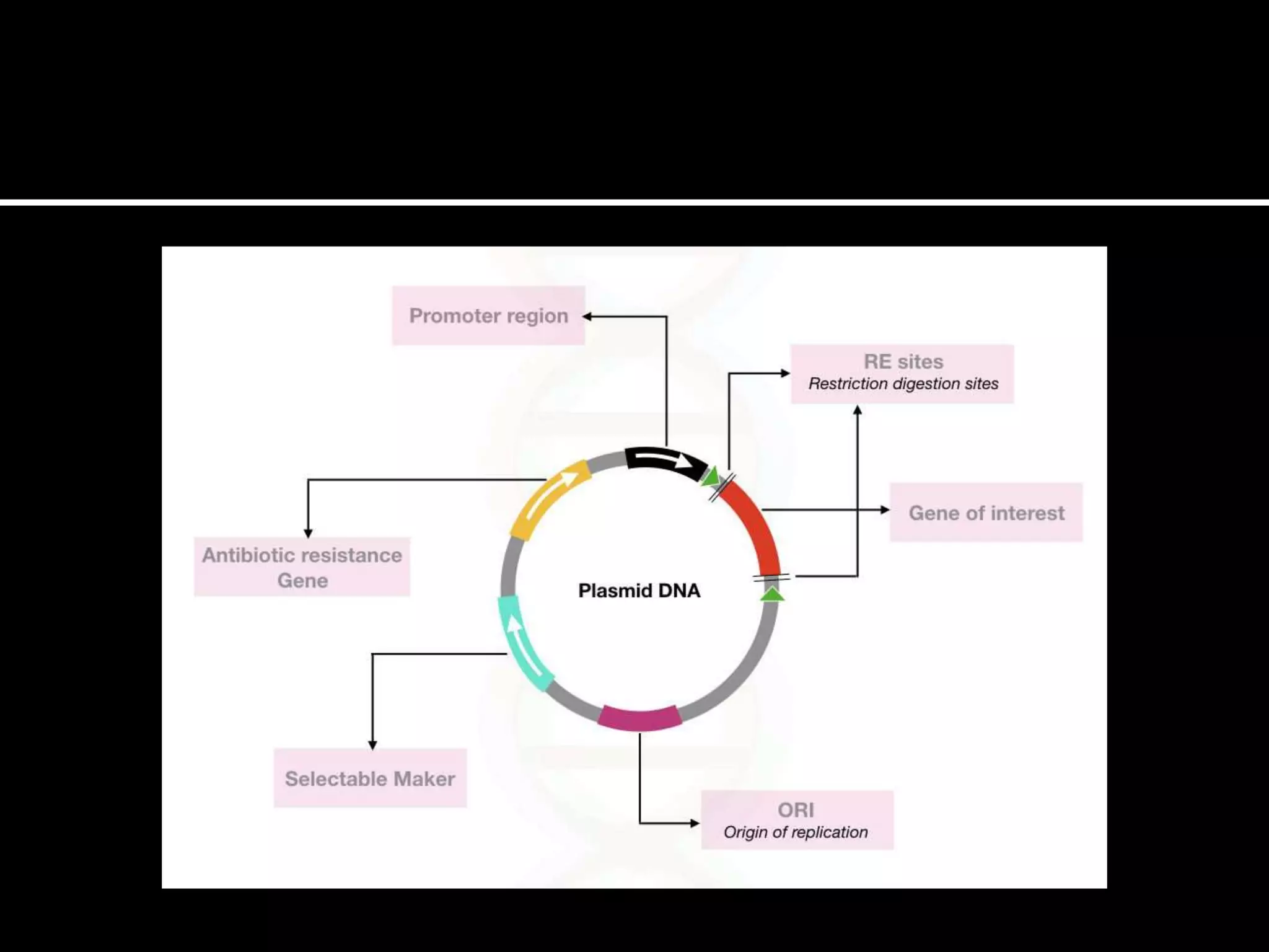 Plasmids as vectors | PPTX
