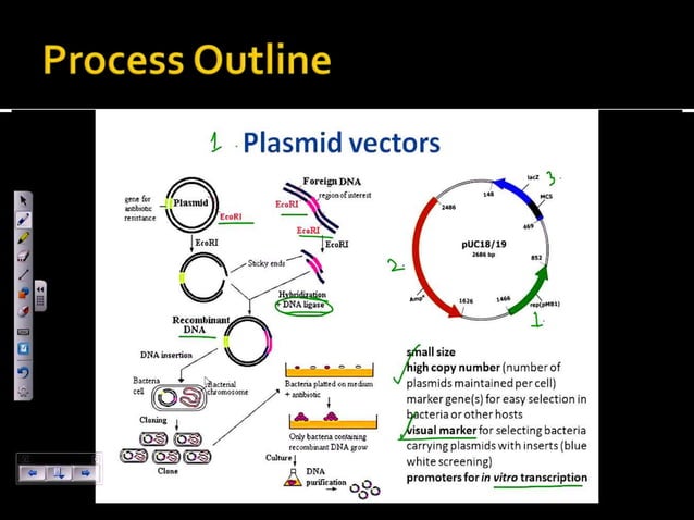 Plasmids as vectors | PPTX
