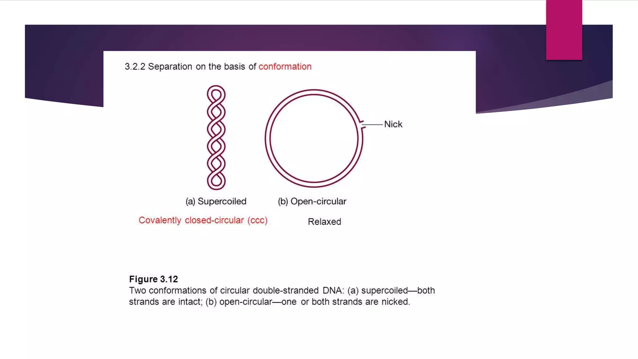 Plasmids Pptx