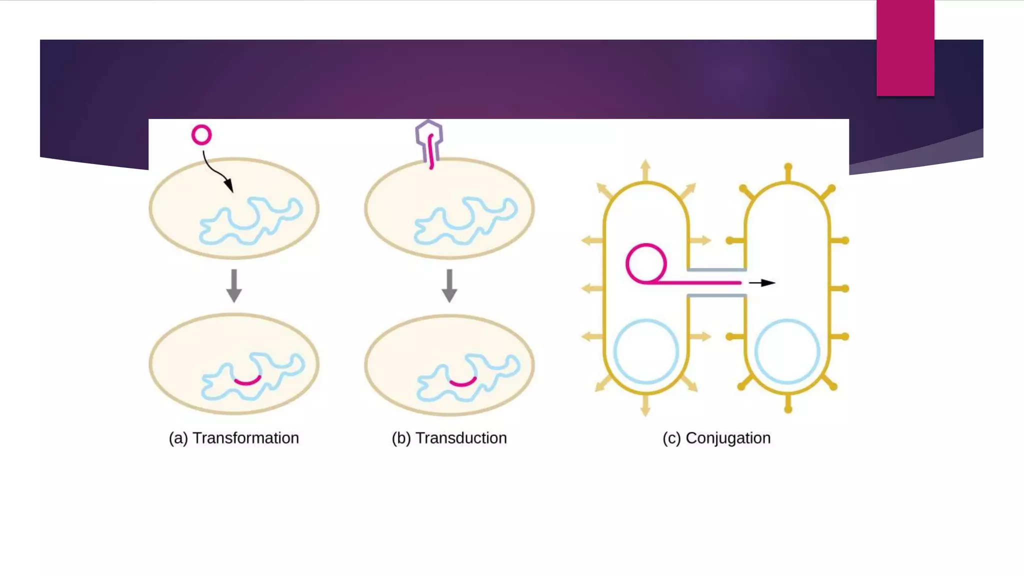 Plasmids Pptx