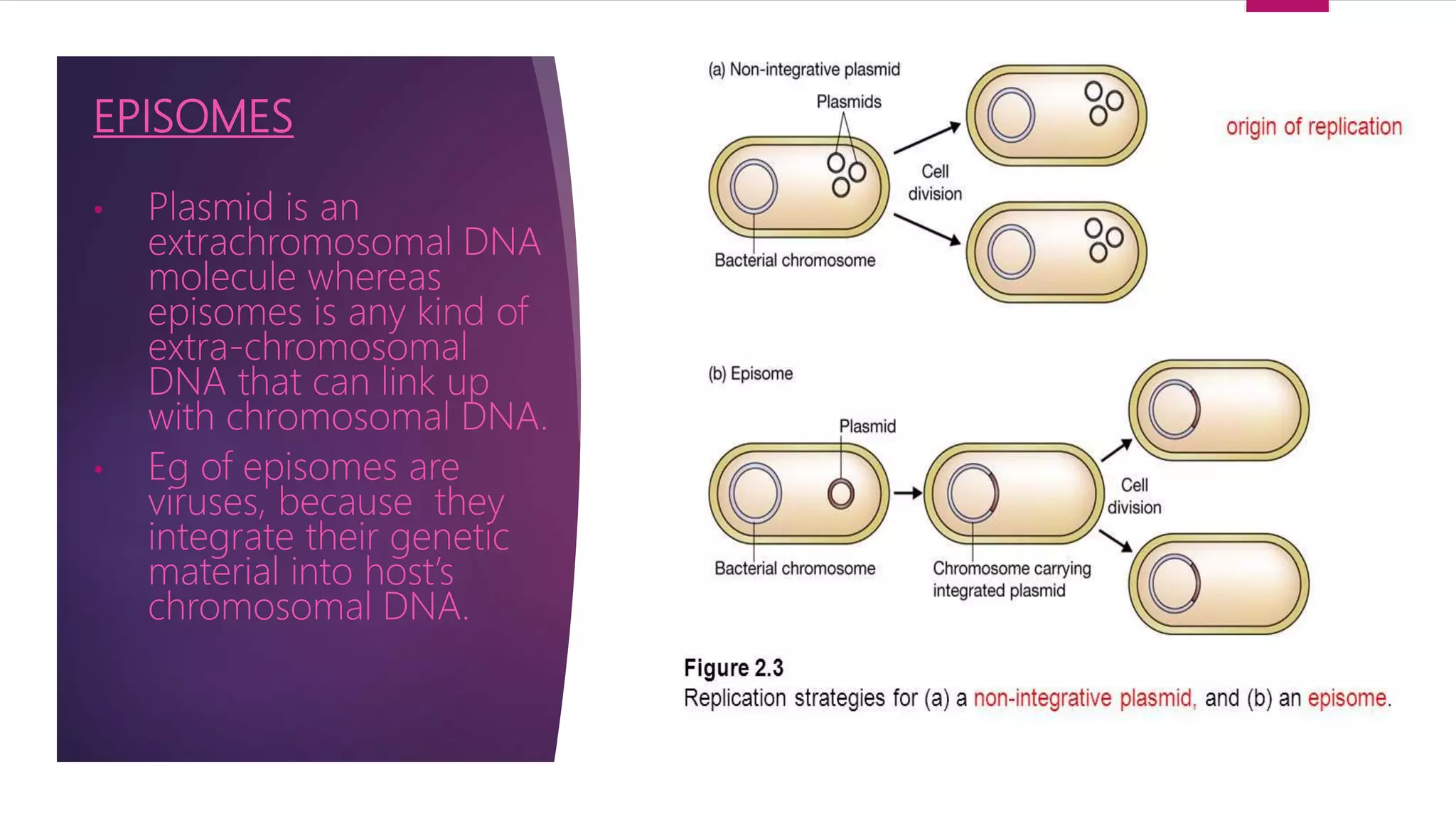 Plasmids | PPTX