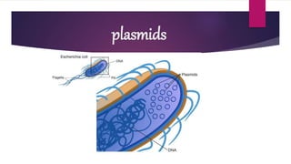Plasmids | PPTX