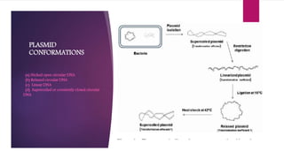 Plasmids | PPTX