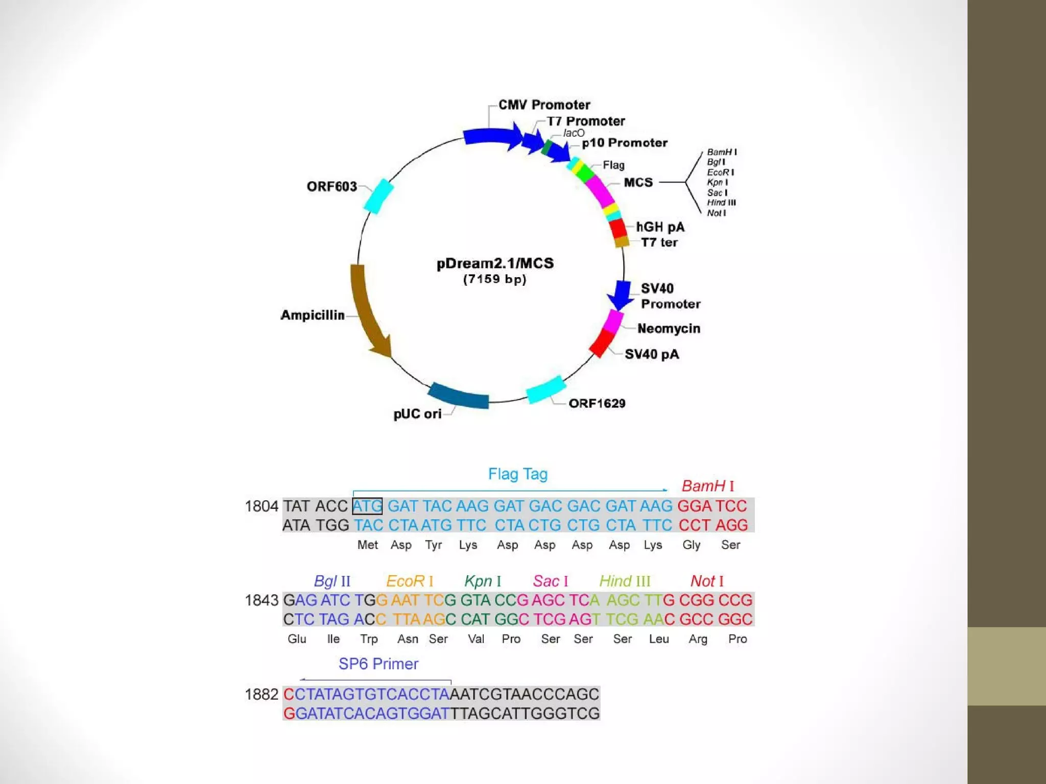 Plasmid DNA | PPT