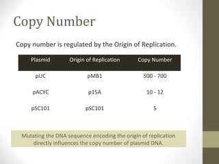 Plasmid DNA | PPT