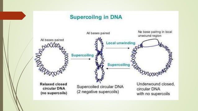 Plasmids & Nucleoid | PPTX