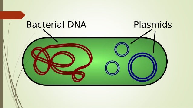 Plasmids & Nucleoid