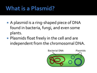Plasmid technology | PPTX