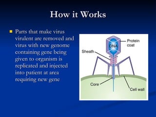 Plasmid technology the vector method pp | PPT | Genetics | Science