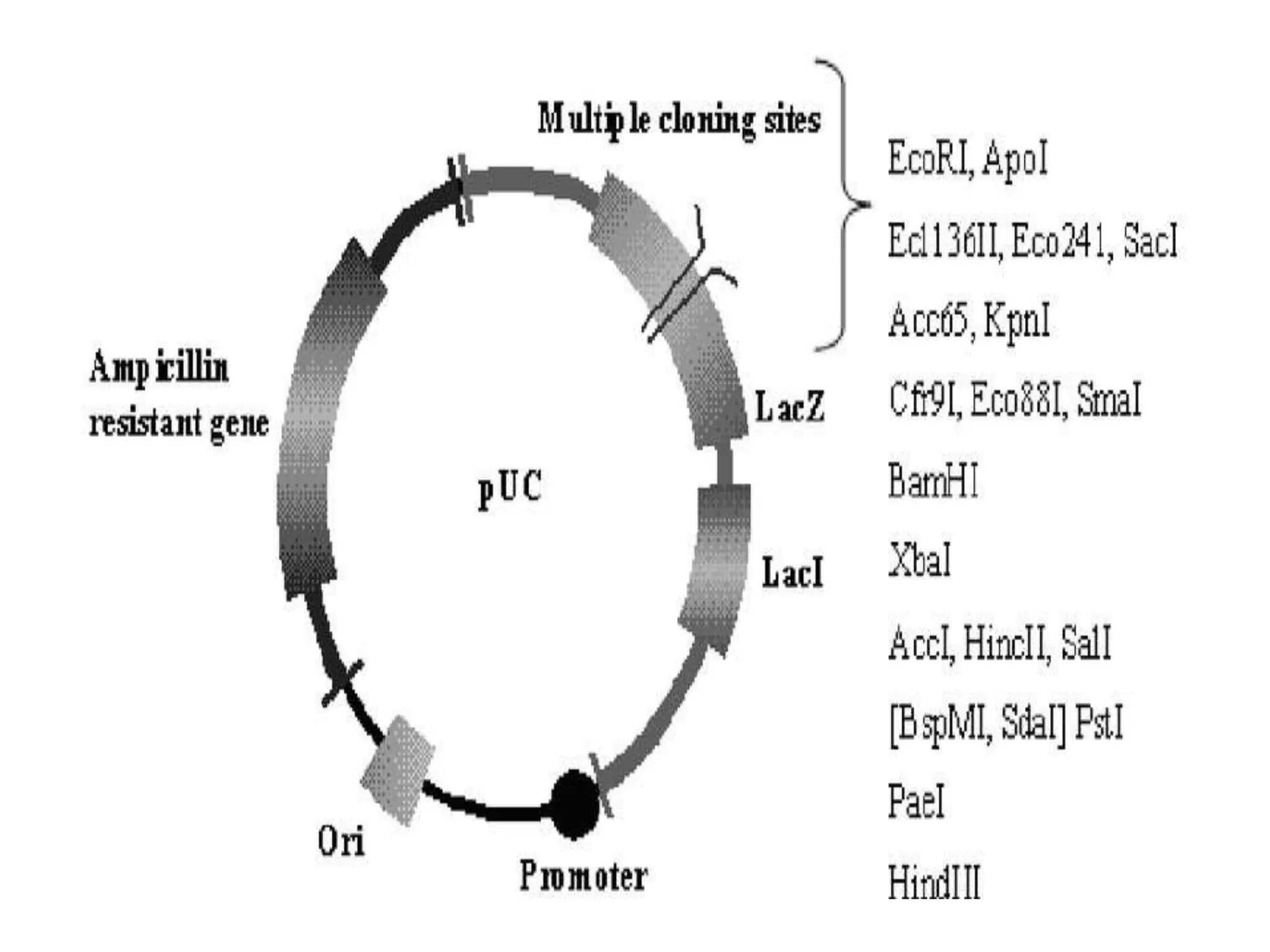 Plasmid Vector.ppt (msc - I).ppt