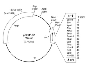 Pgem T Vector Sequence