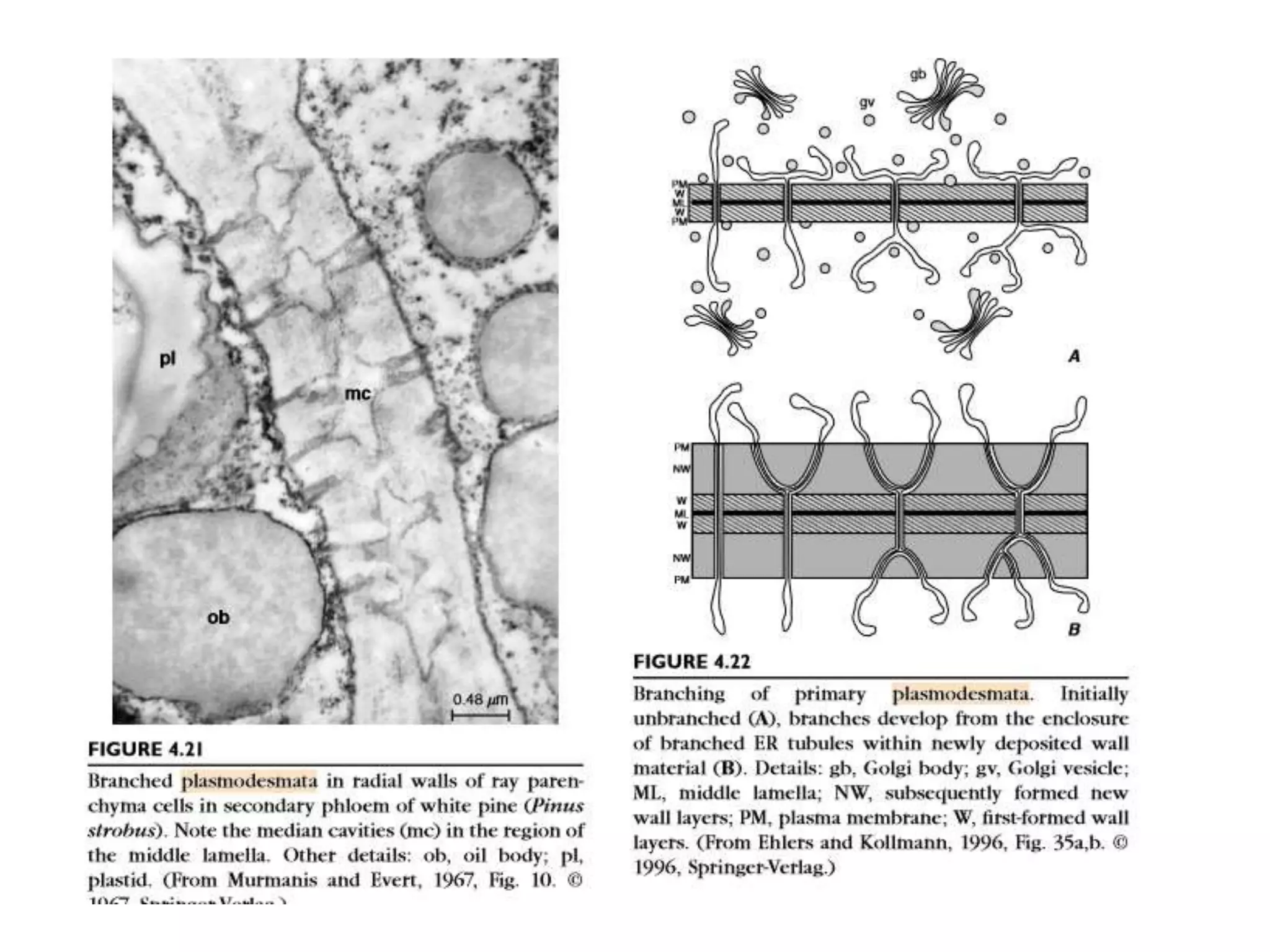 Plasmodesmata | PPTX