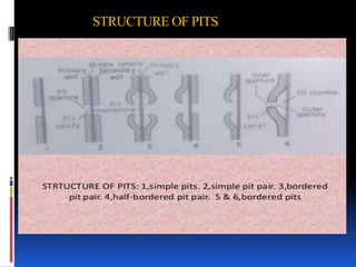 Brief Idea on Plasmodesmata & Pit Types in Plants | PDF