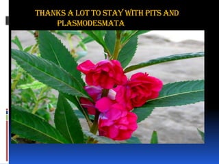 Brief Idea on Plasmodesmata & Pit Types in Plants | PDF