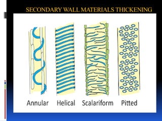 Brief Idea on Plasmodesmata & Pit Types in Plants | PDF | Gardening ...