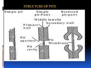 Plasmodesmata & pit | PPT