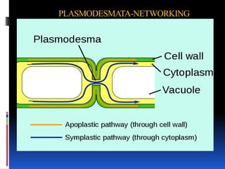 Plasmodesmata & pit | PPT
