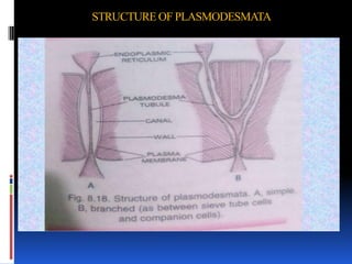Plasmodesmata & pit | PPT