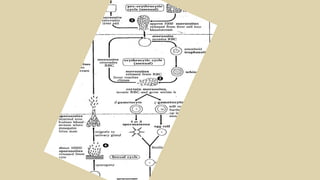 plasmodia.pptx "Unveiling Plasmodia: A Comprehensive Exploration of the ...