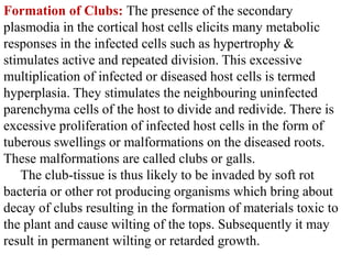 Plasmodiophoromycetes | PPTX