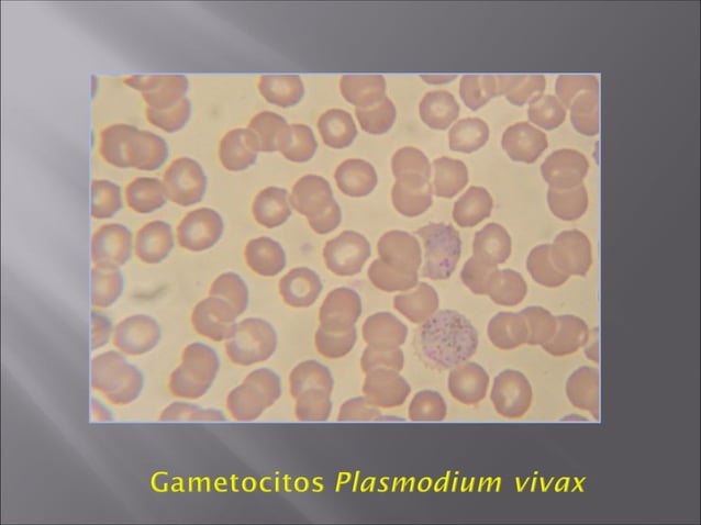 Plasmodium | PPT