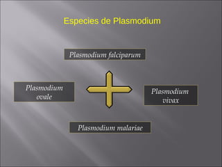 Plasmodium | PPT