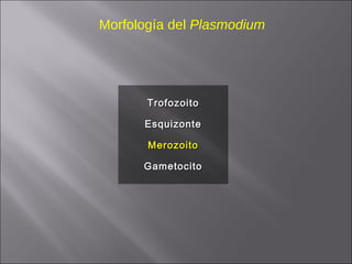 Plasmodium | PPT