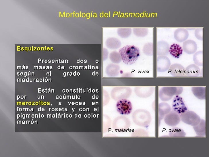 Plasmodium