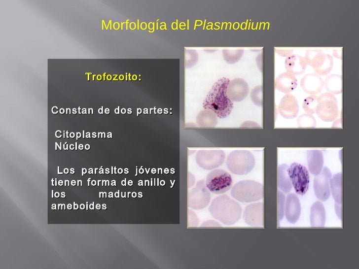 Plasmodium