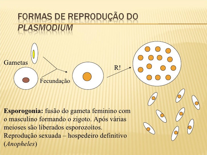 Plasmodium