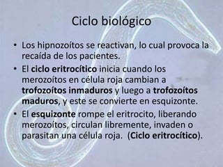 Plasmodium | PPTX