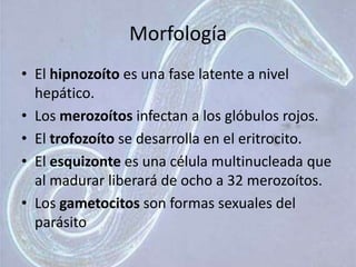 Plasmodium | PPTX