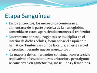 Plasmodium | PPTX
