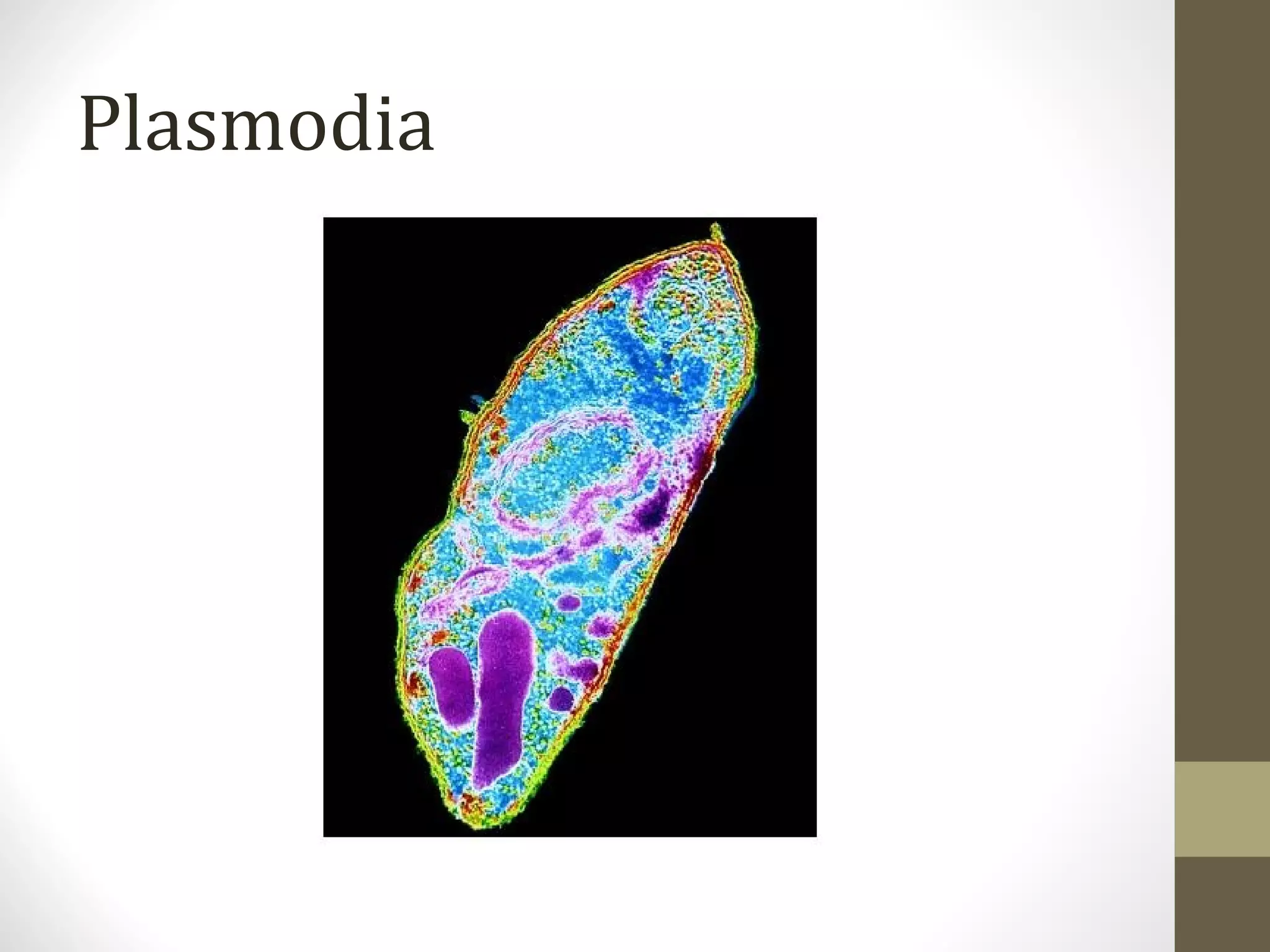 Plasmodium | PPT