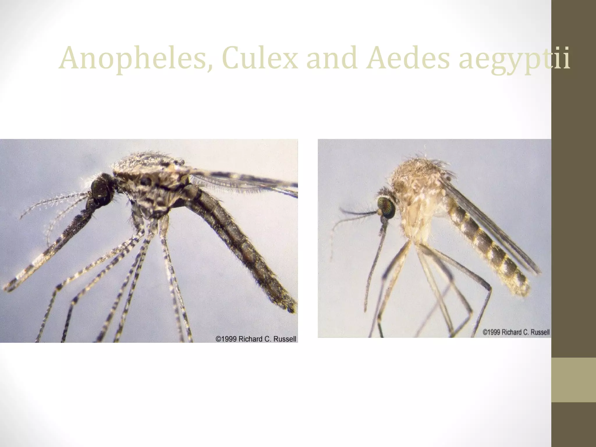 Plasmodium | PPT