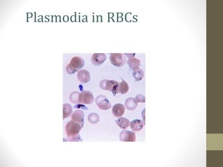 Plasmodium | PPT