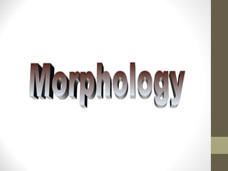 Plasmodium | PPT