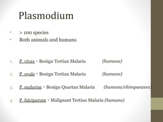 plasmodium-140225055335-phpapp02 (1).pptx