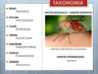 Plasmodium | PPTX