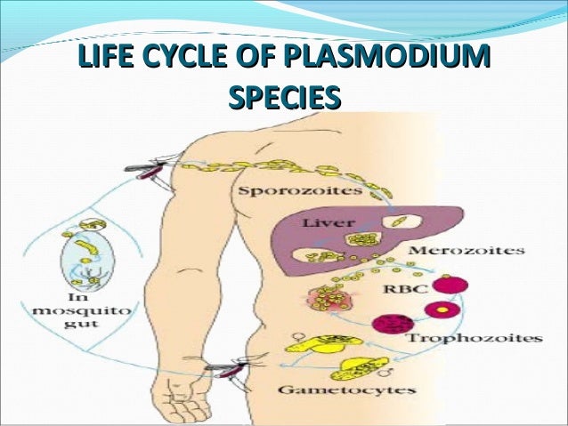 Plasmodium species