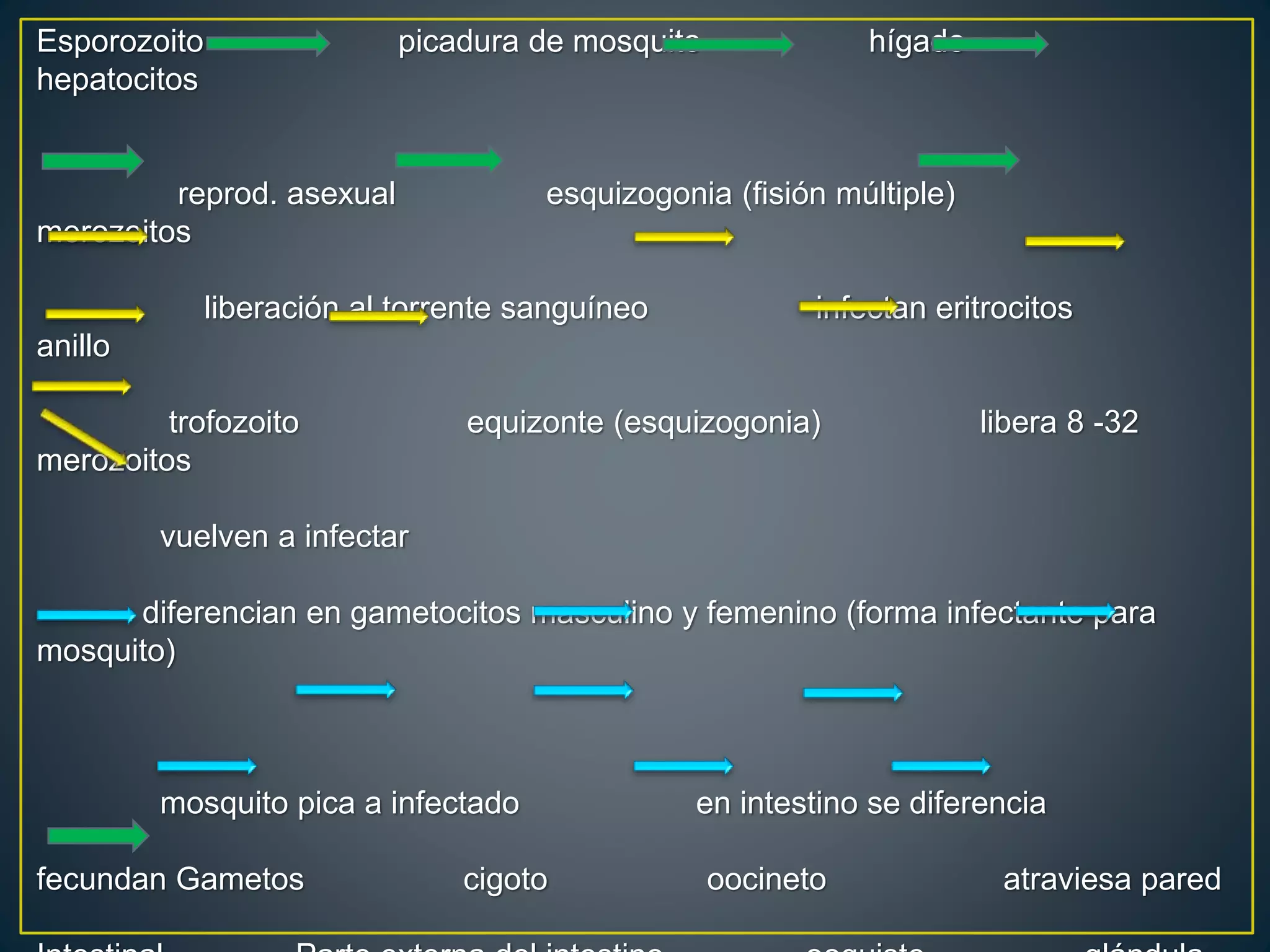 Plasmodium | PPT
