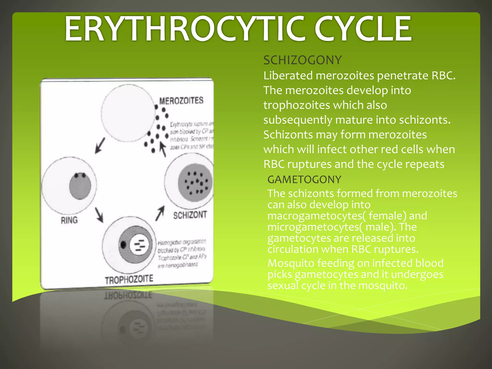 Plasmodium | PPTX