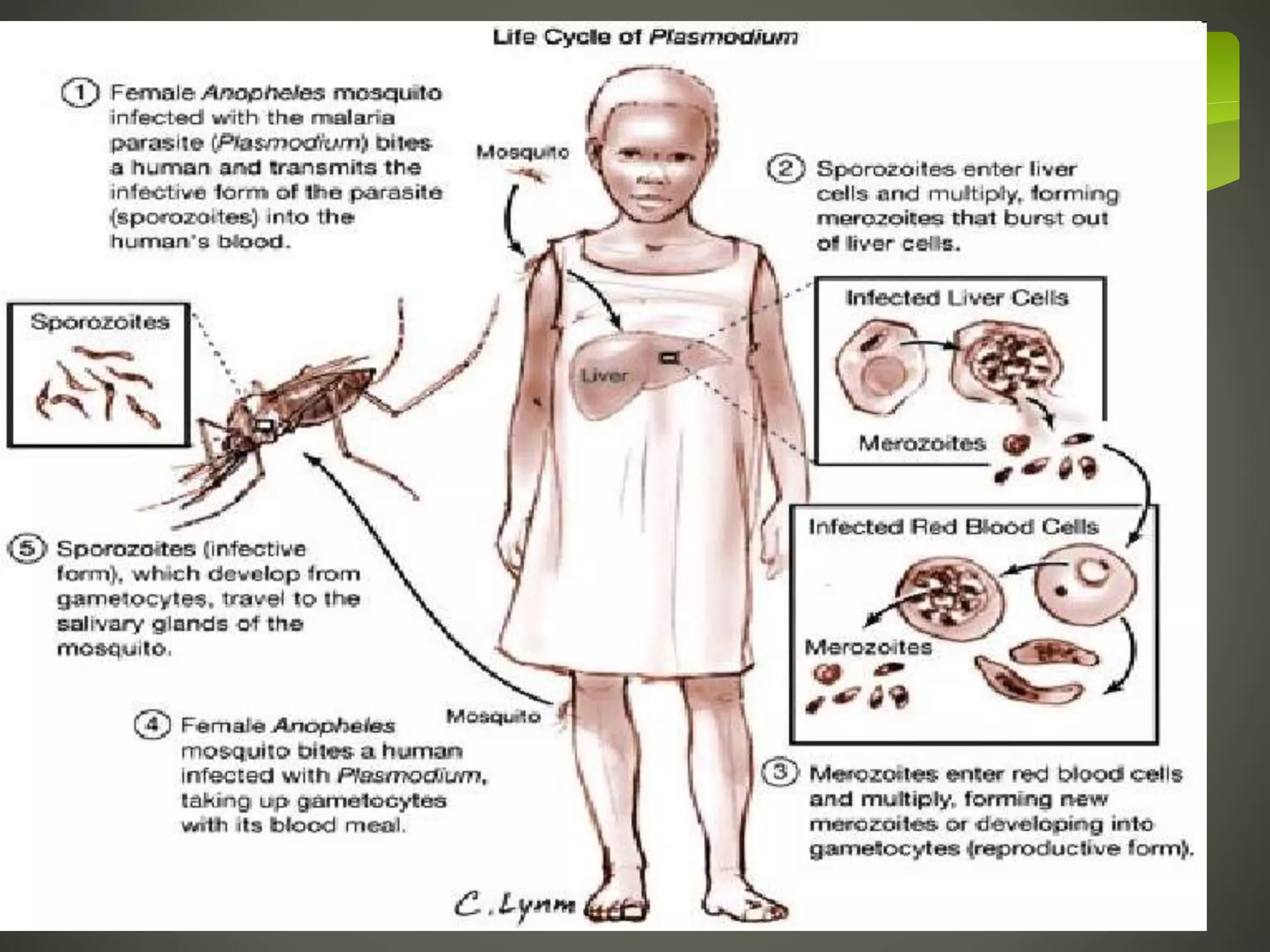 Plasmodium | PPTX