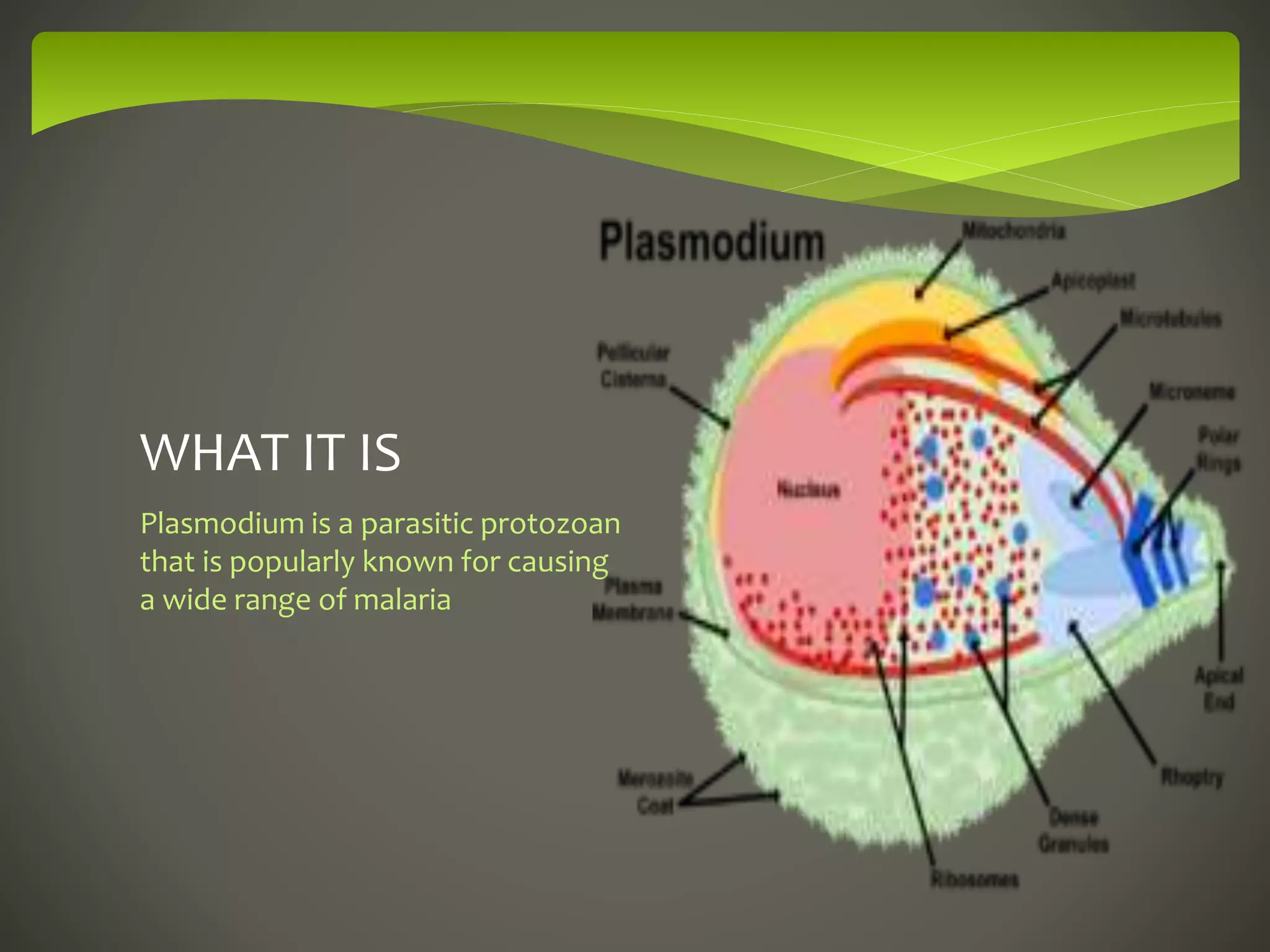 Plasmodium | PPTX