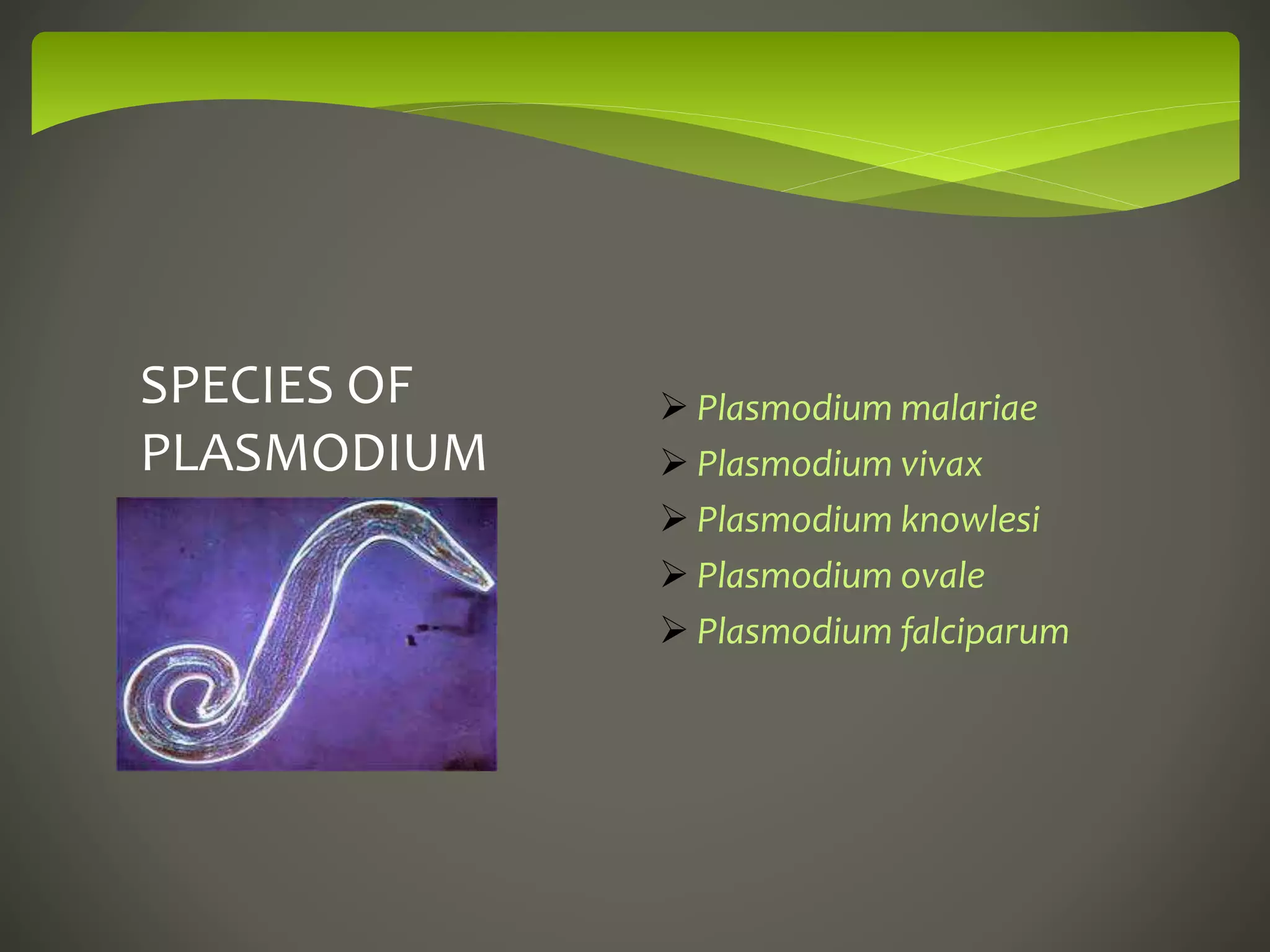 Plasmodium | PPTX